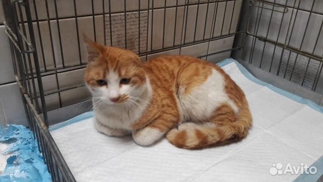 Отдам в хорошие руки бесплатно