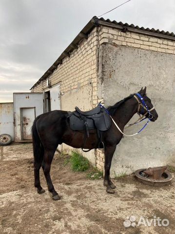 Карачаевский жеребец