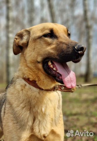 Приговорен пожизненно сидеть за решеткой Лео