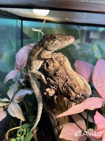 Ящерица Хамелеолис