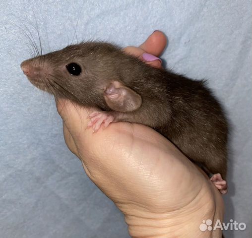 Крысята дамбо девочки