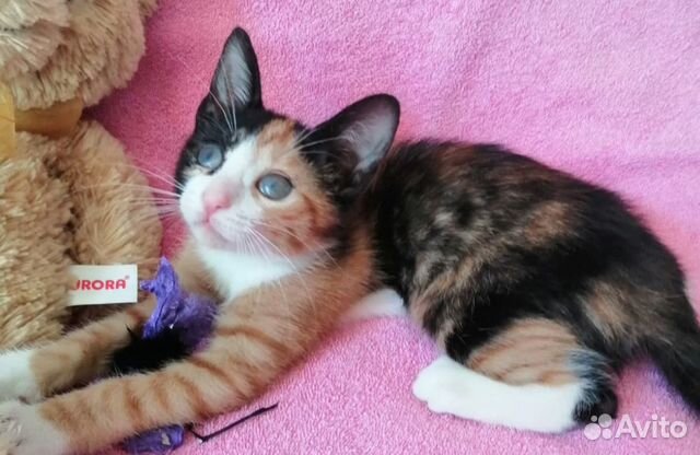 Котёнок в добрые руки