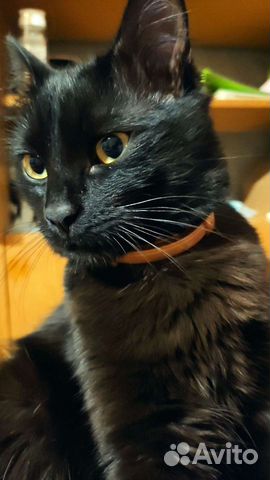 Я самый классный кот