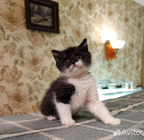 Пушистый колобок, котенок-мальчик 2 мес в дар