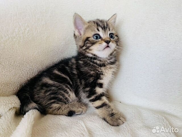 Британская мраморная