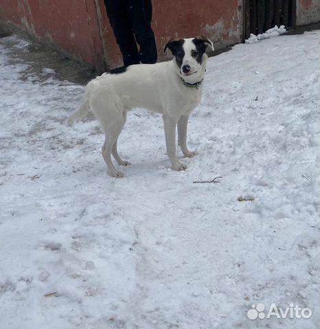 Отдам в добрые руки
