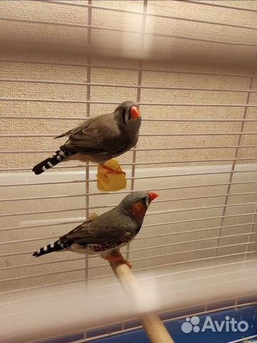 Амадины пара молодняк