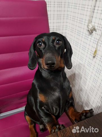 Такса - жених для вязки РКФ