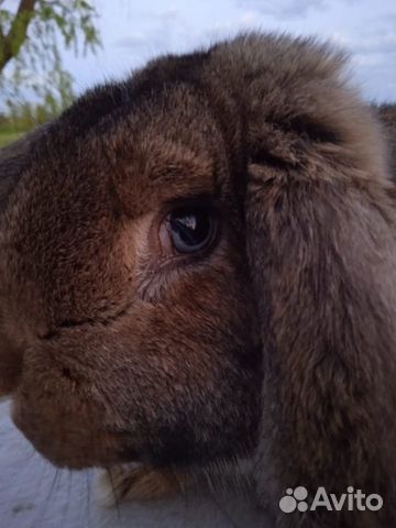 Кролик Французский Баран