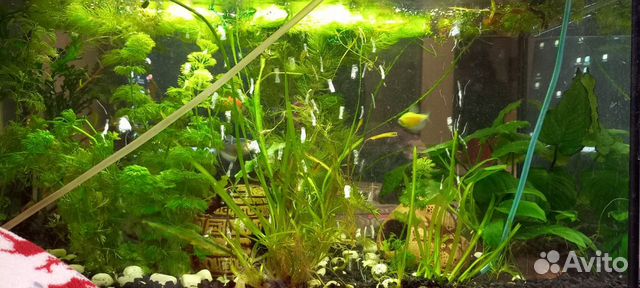 Аквариум