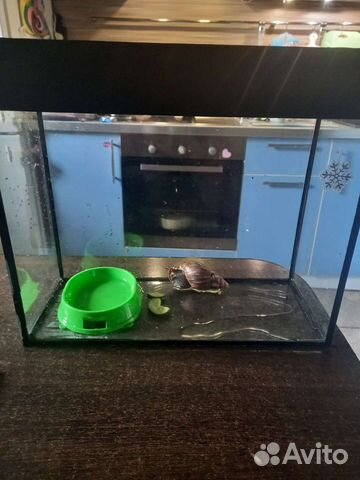 Улитки ахатины бесплатно