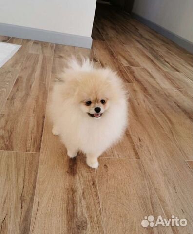 Померанский шпиц мальчик крем