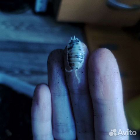 Мокрицы и кивсяки