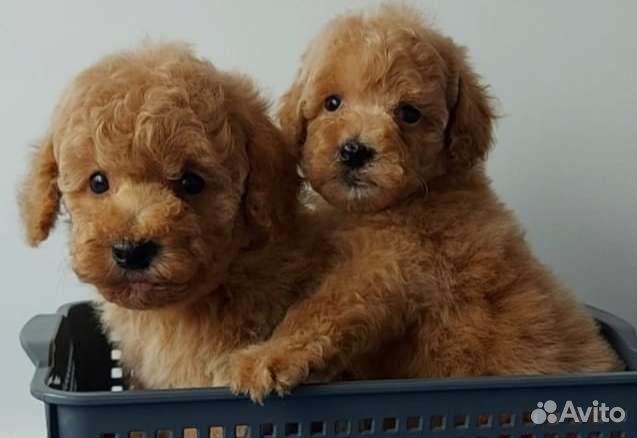 Щенки той пуделя