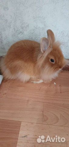 Отдам в добрые руки