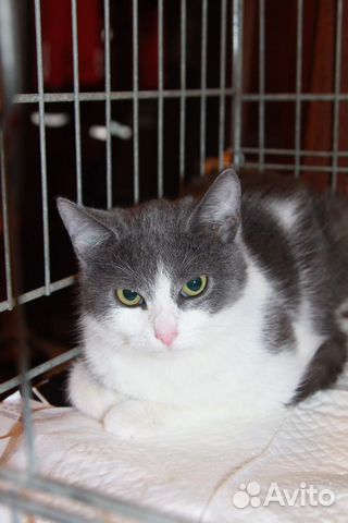 Котенок живет в клеточке, возьмите домой