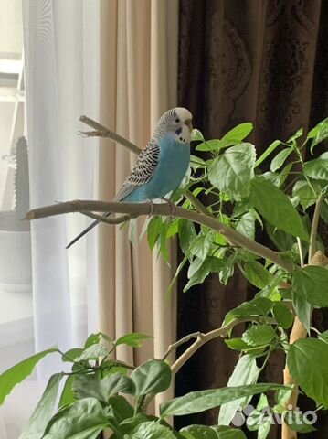 Вонистый попугай