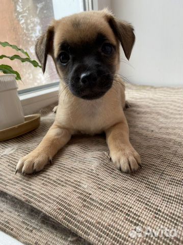 Щенки от мелкой собаки