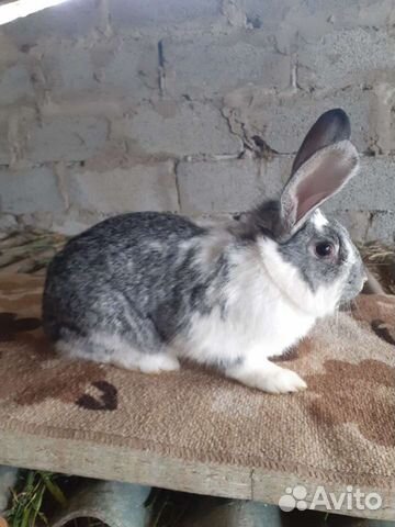 Самцы на племя