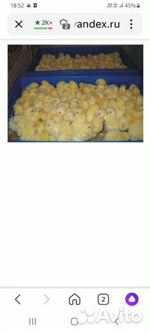 Продам суточного бройлера оптом. От 500шт