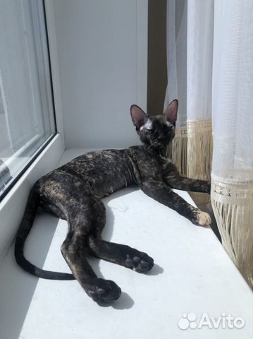 Кошечка