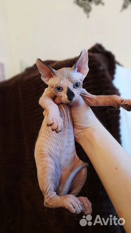 Канадский сфинкс бамбино мальчик