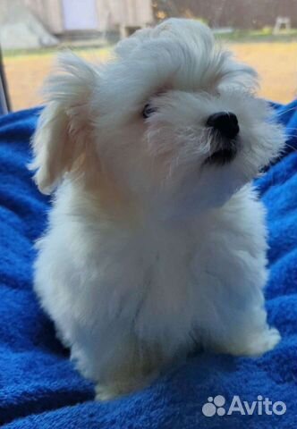Мини щенок мальтезе