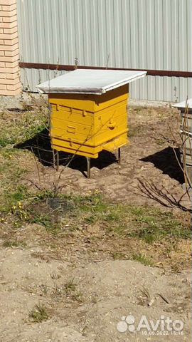 Пчелы с ульями