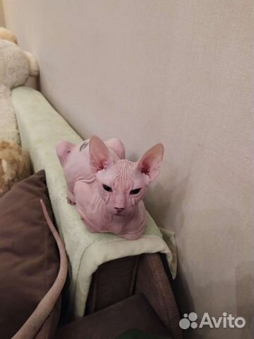 Канадский сфинкс котенок