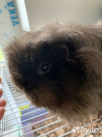 Морская свинка самка
