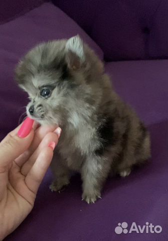 Щенки шпица мини