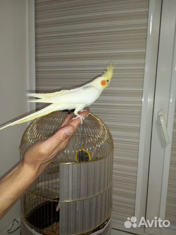 Попугай корелла (самец) с клеткой