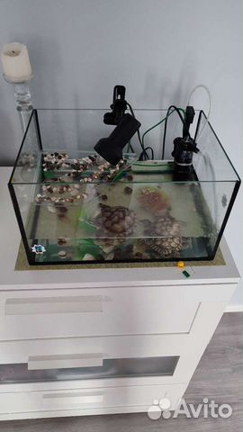 Черепашки с Аквариумом