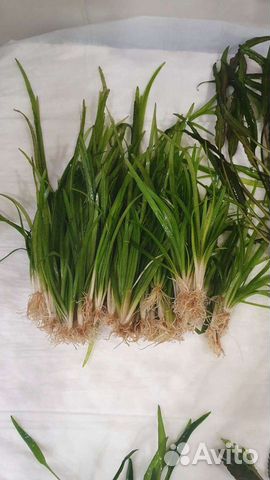 Валлиснерия