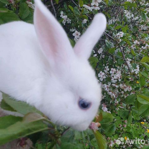 Декоративный кролика на вязку за девочку с помёта