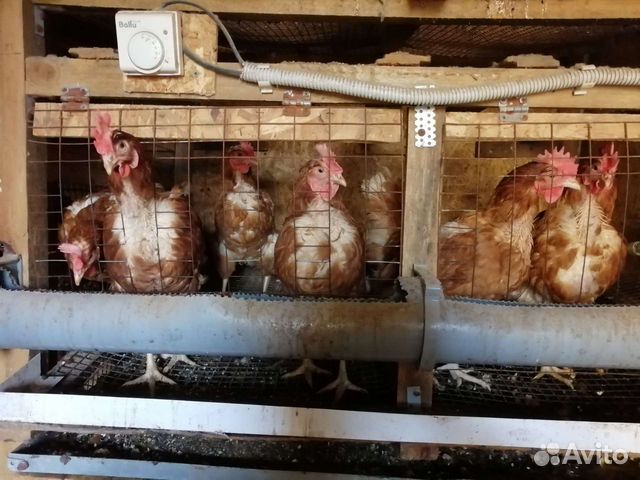 Куры несушки