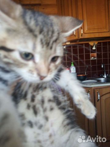 Котенок девочка