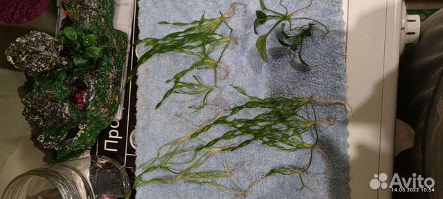 Аквариумные растения