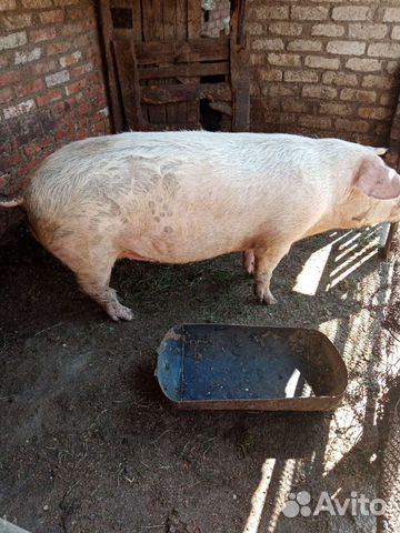 Свинья на мясо