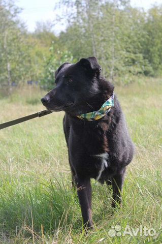 Погибает в приюте