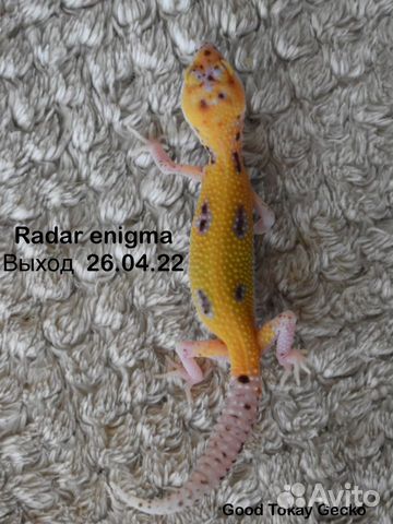 Эублефар