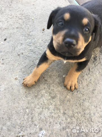Щенки ротвейлера