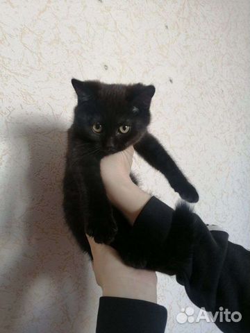 Черный котёнок