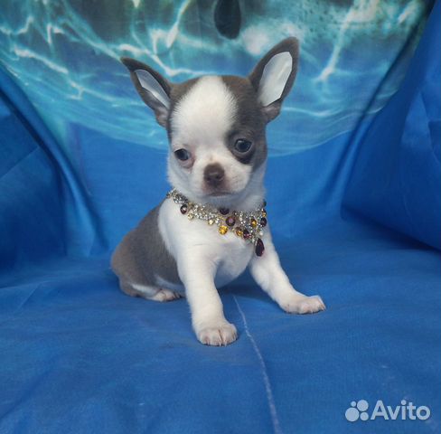 Чихуахуа лиловая кроха