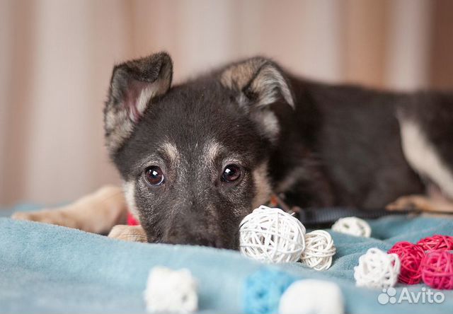 Щенки метисы овчарки в добрые руки