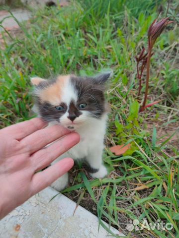 Котенок девочка