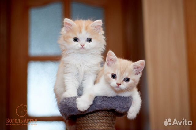 Ласковые умненькие котята из питомника