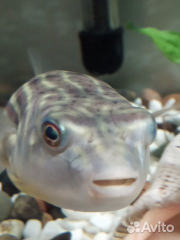 Тетраодон фахака