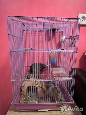 Два Дегу с клеткой