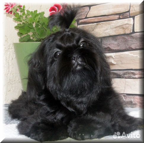 Девчушка ши-тцу